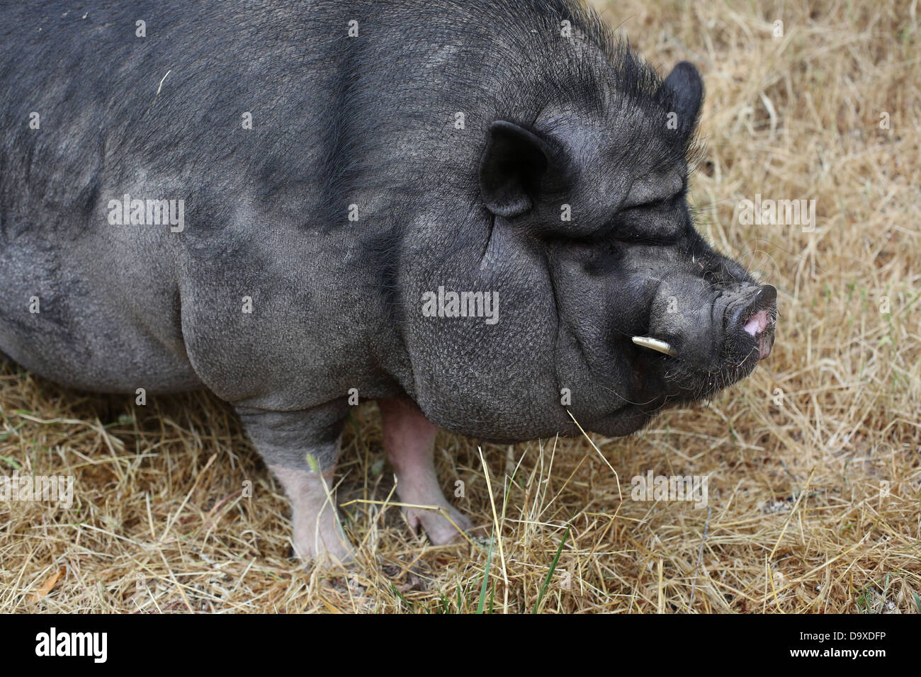 Pig standing hi-res stock photography and images - Alamy
