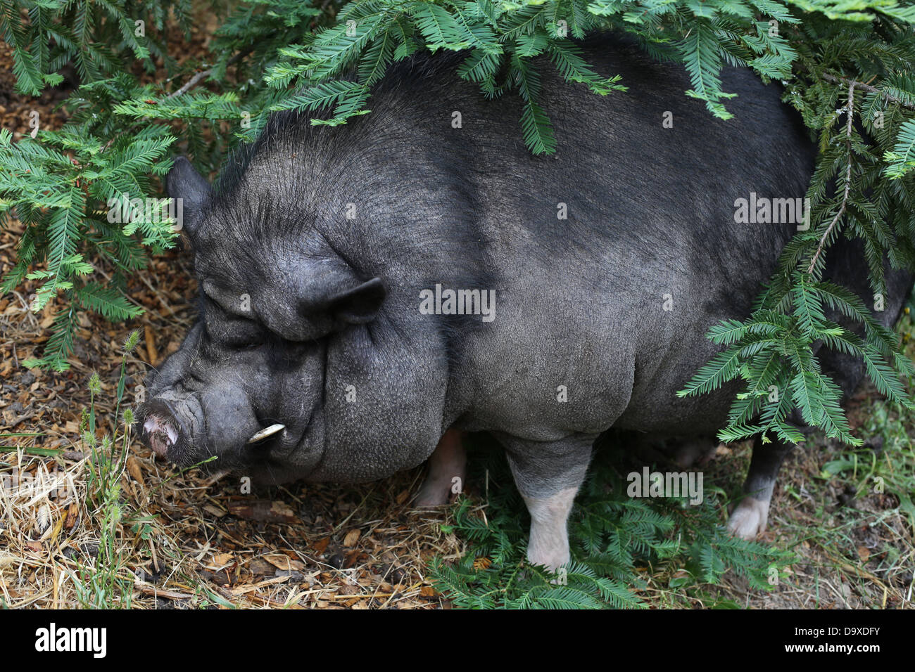 A large pig standing in some bushes Stock Photo - Alamy
