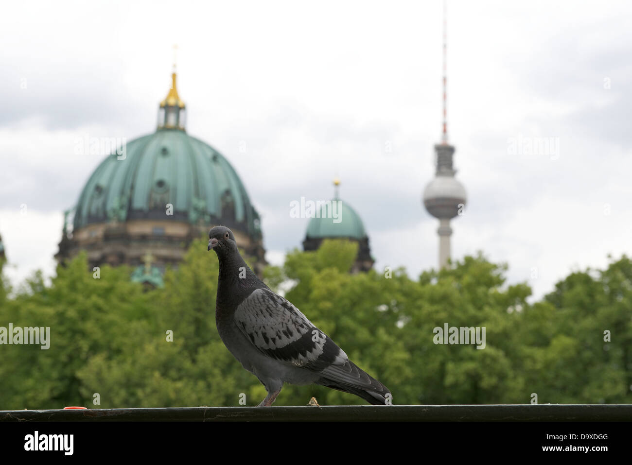 Pigeon scavenges on a wall in Berlin, Germany. The Berliner Dom and the ...