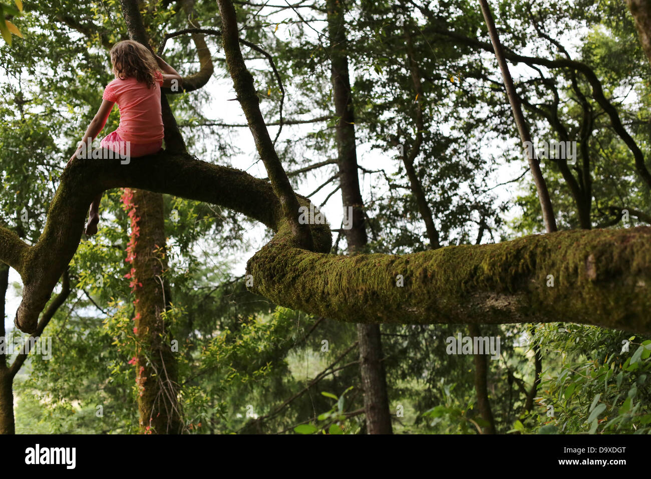 A young girl sitting up in a tree Stock Photo - Alamy
