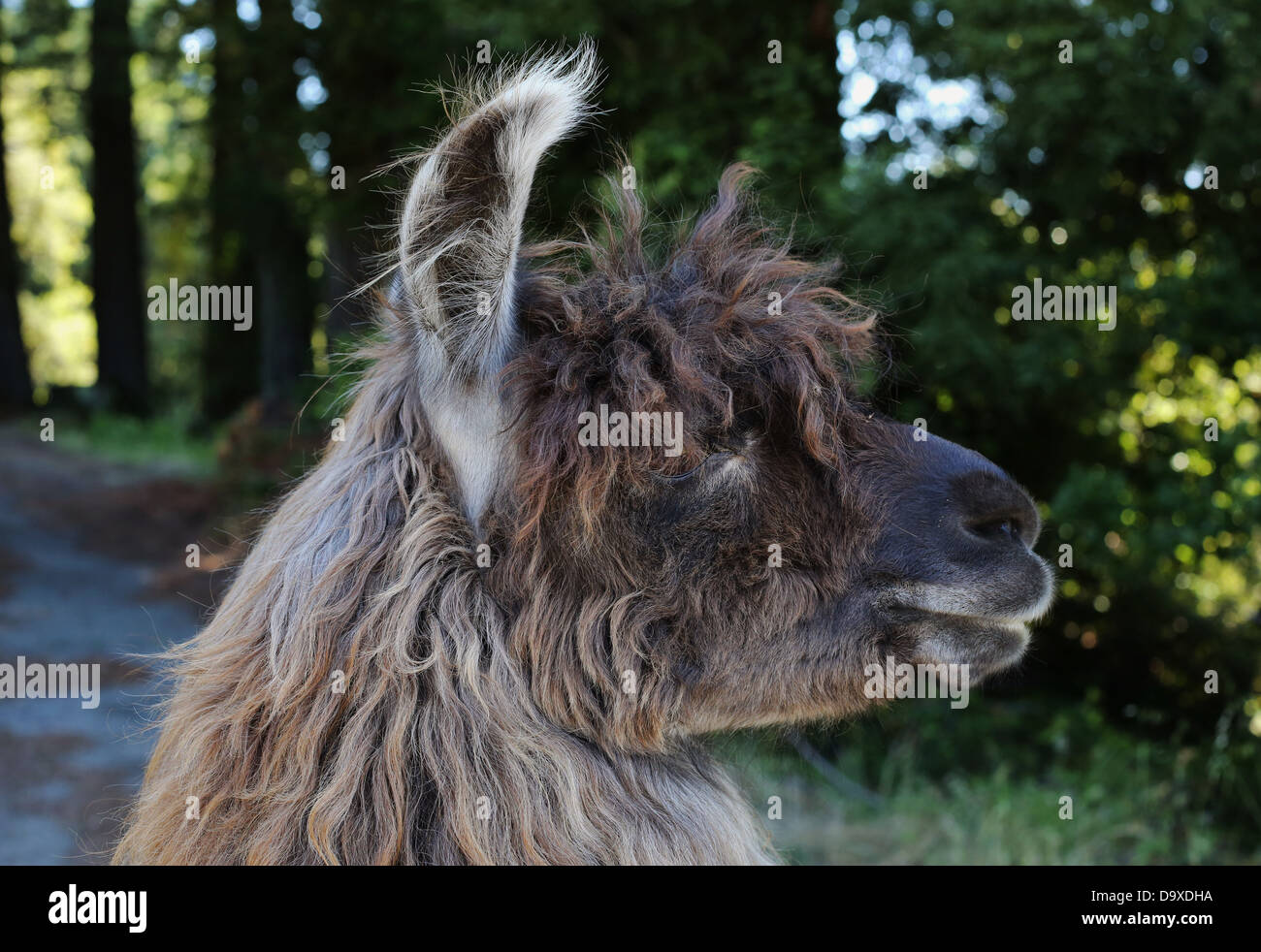 Beautiful llama hi-res stock photography and images - Alamy