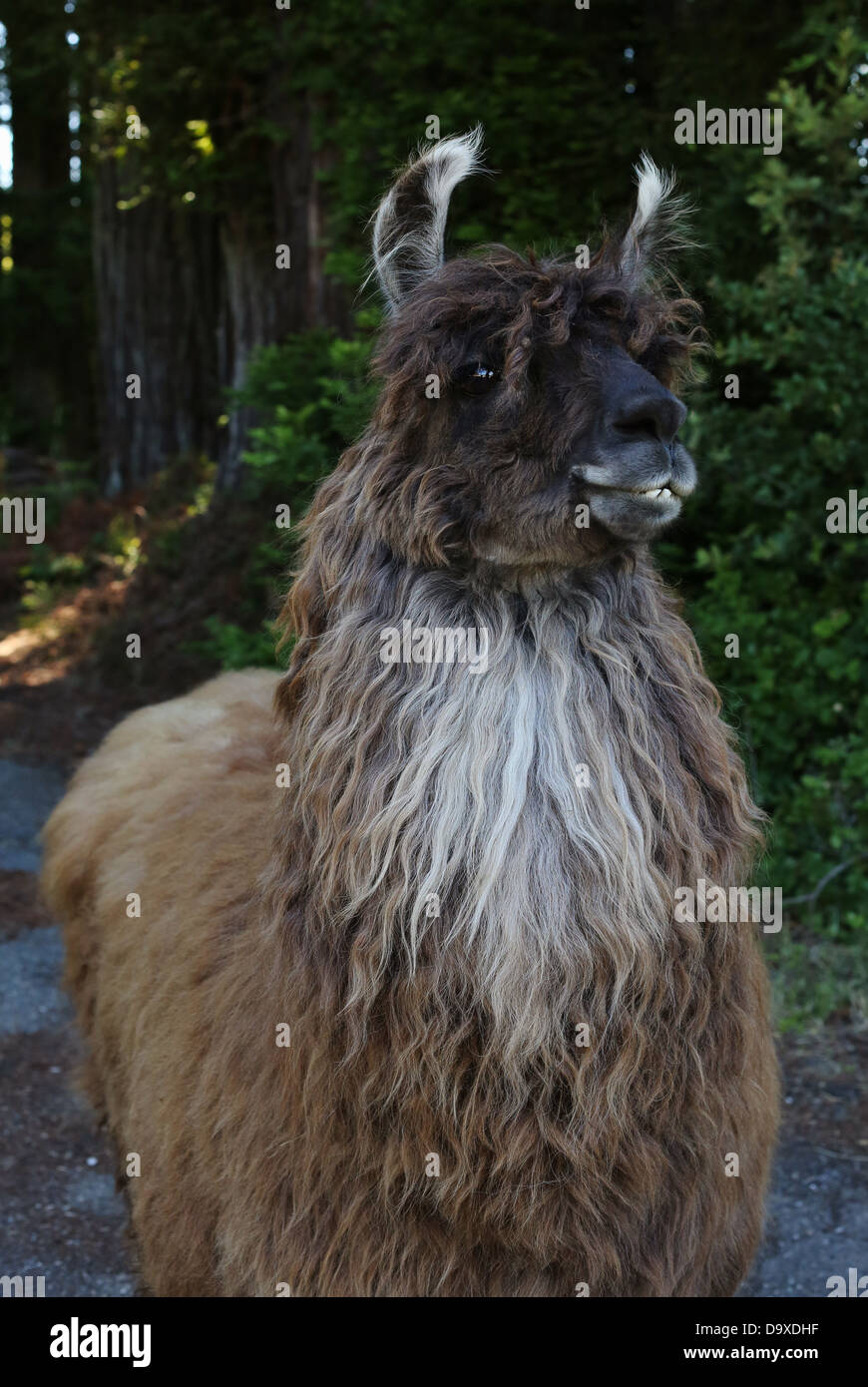 Beautiful llama hi-res stock photography and images - Alamy