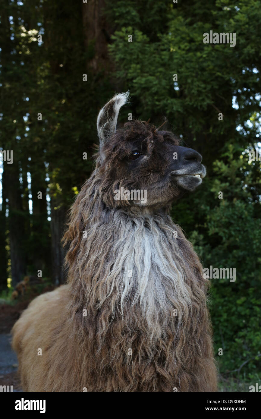 A close up of a beautiful llama Stock Photo - Alamy