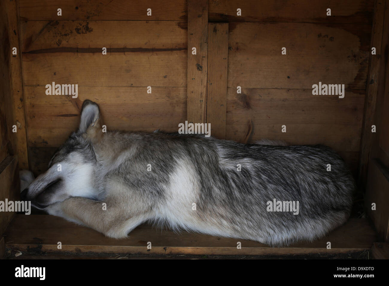 Wolf Sleeping High Resolution Stock Photography and Images - Alamy