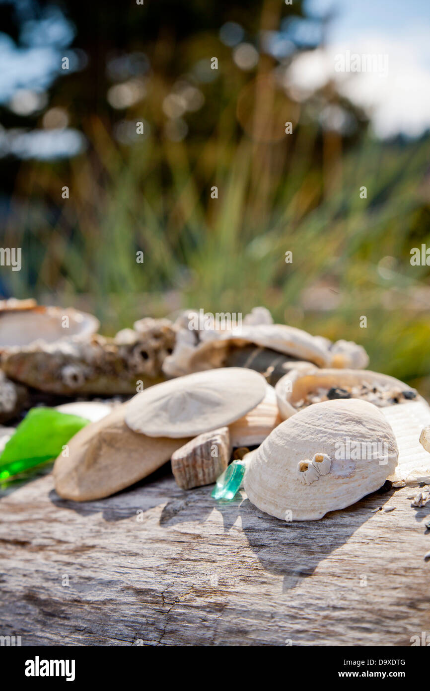 Close up driftwood shells hi-res stock photography and images - Alamy