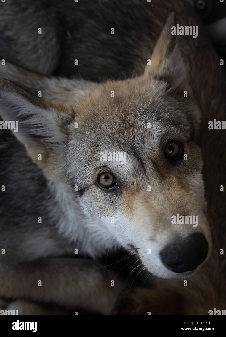 Wolf Cub High Resolution Stock Photography and Images - Alamy