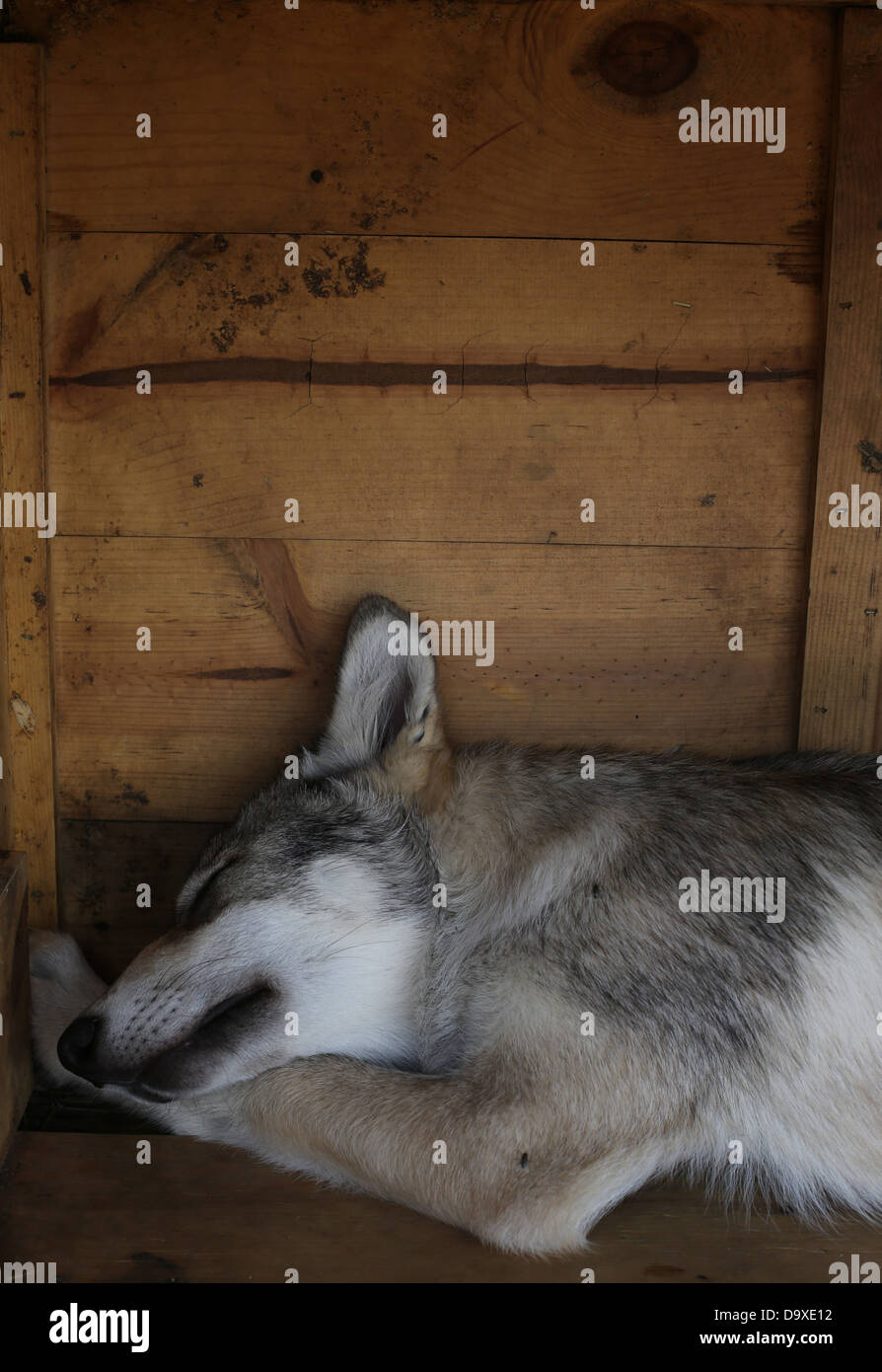 Wolf pup cute hi-res stock photography and images - Alamy