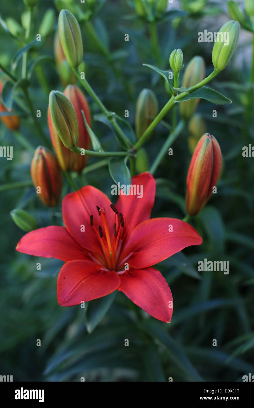 A close up of a blooming red lily and buds Stock Photo - Alamy