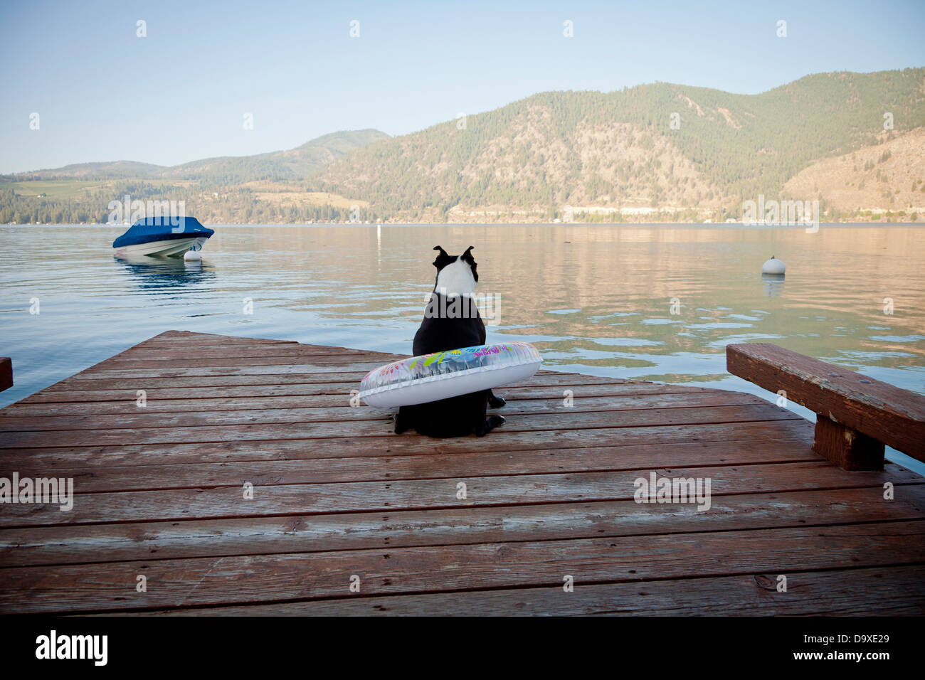 Boston terrier dog wearing float ring on dock Stock Photo - Alamy