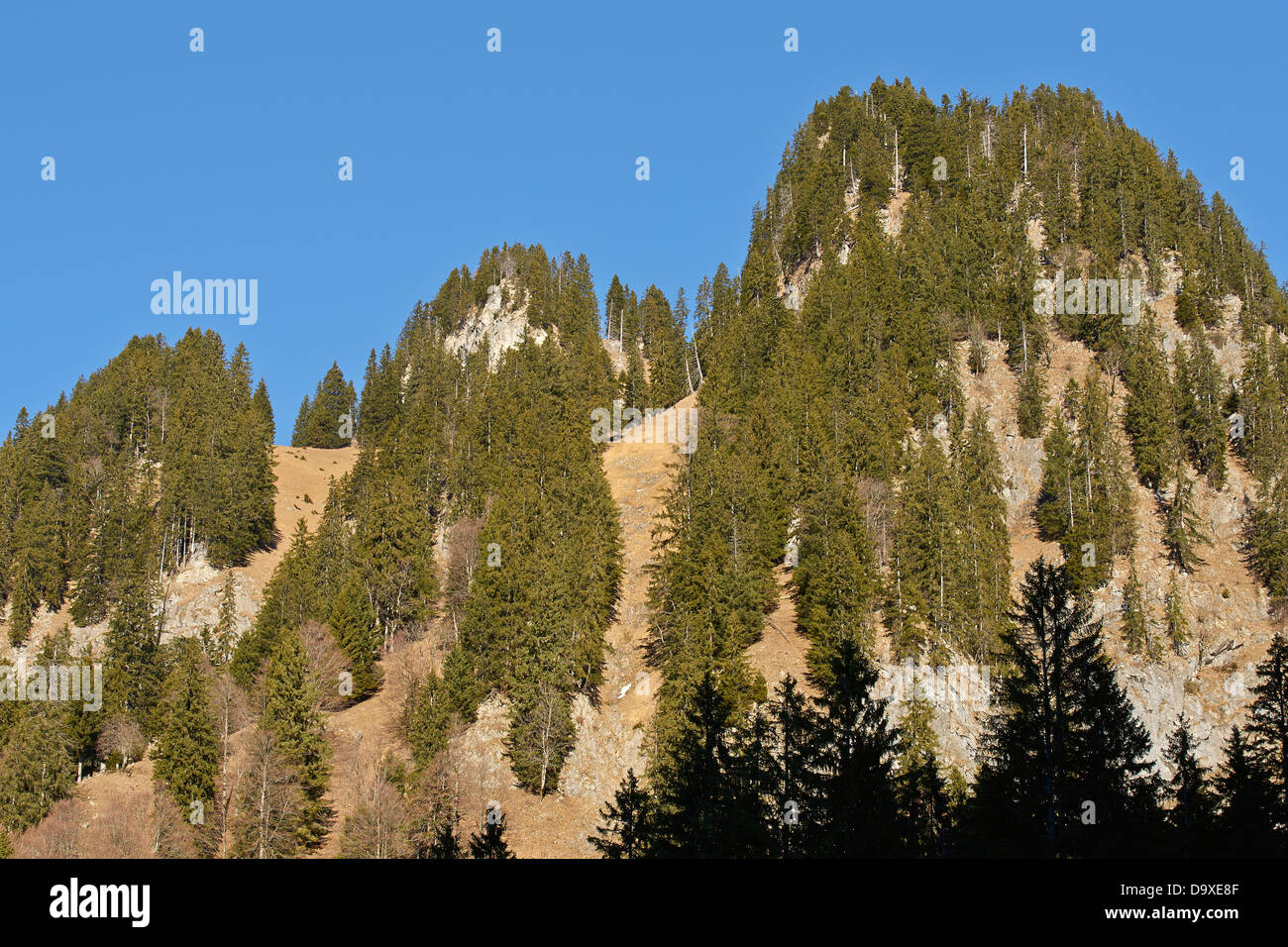 Pine tree covered peaks over Gerstruben village Stock Photo - Alamy