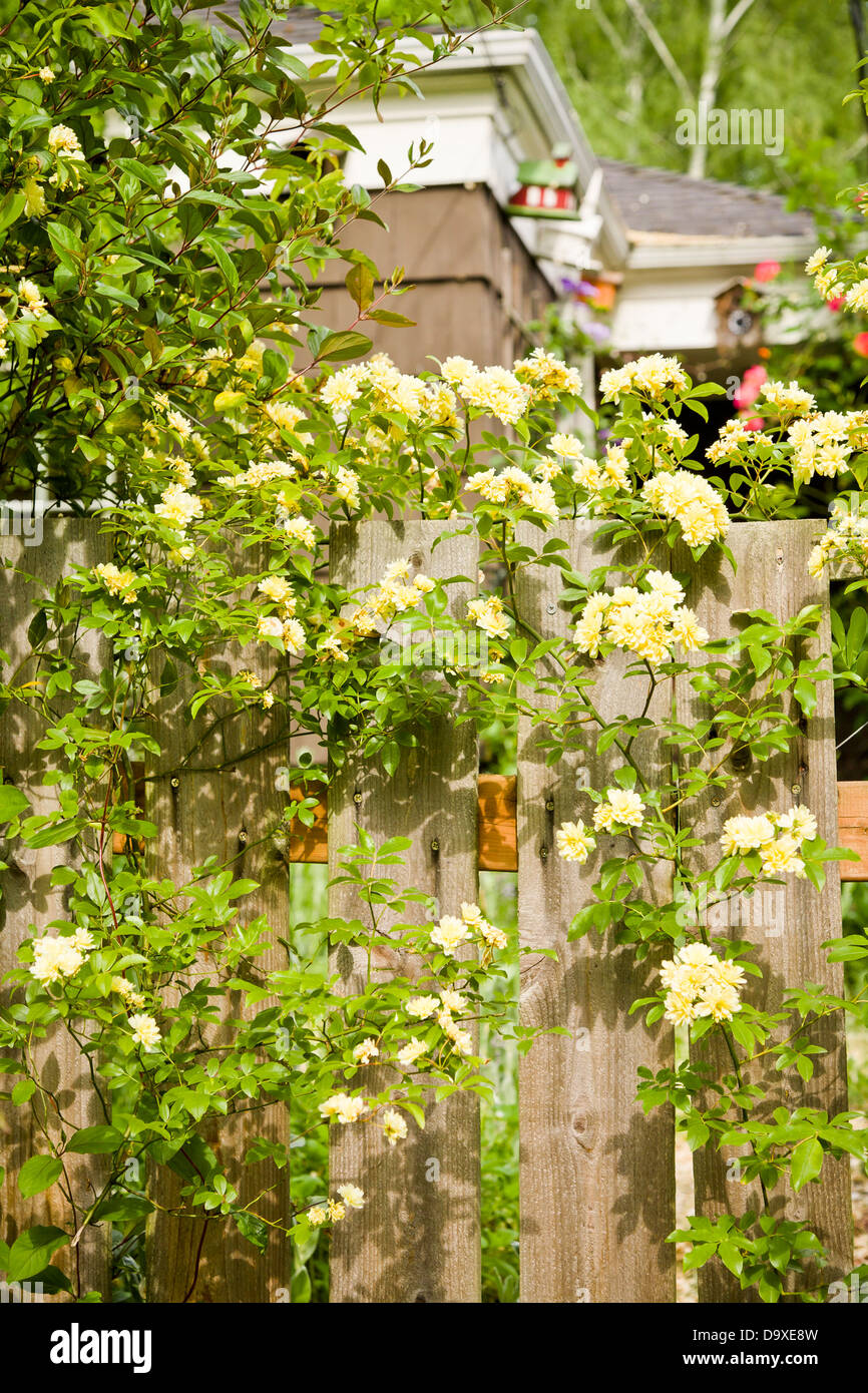 Wooden garden gate covered hi-res stock photography and images - Alamy