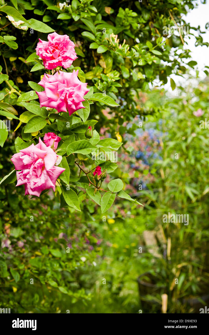 Pink roses in garden Stock Photo - Alamy