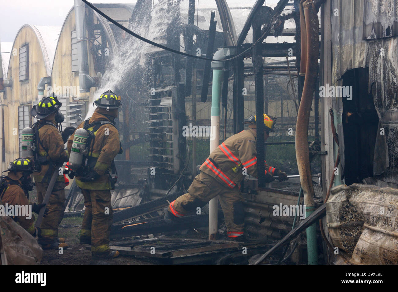 A fire crew extinguishing a fire in a greenhouse building Stock Photo ...