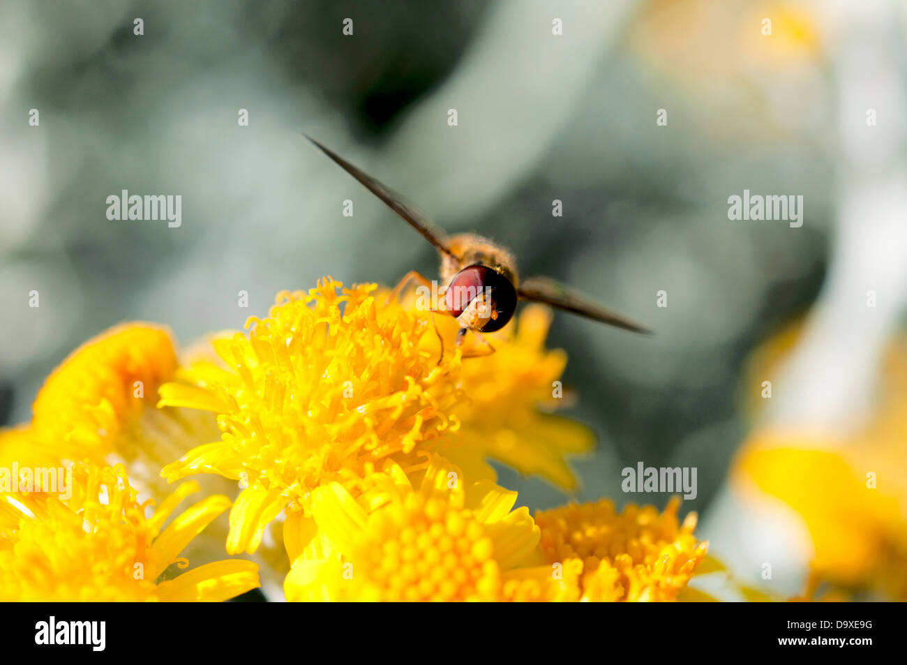 Bee taking pollen front yellow flower Stock Photo - Alamy