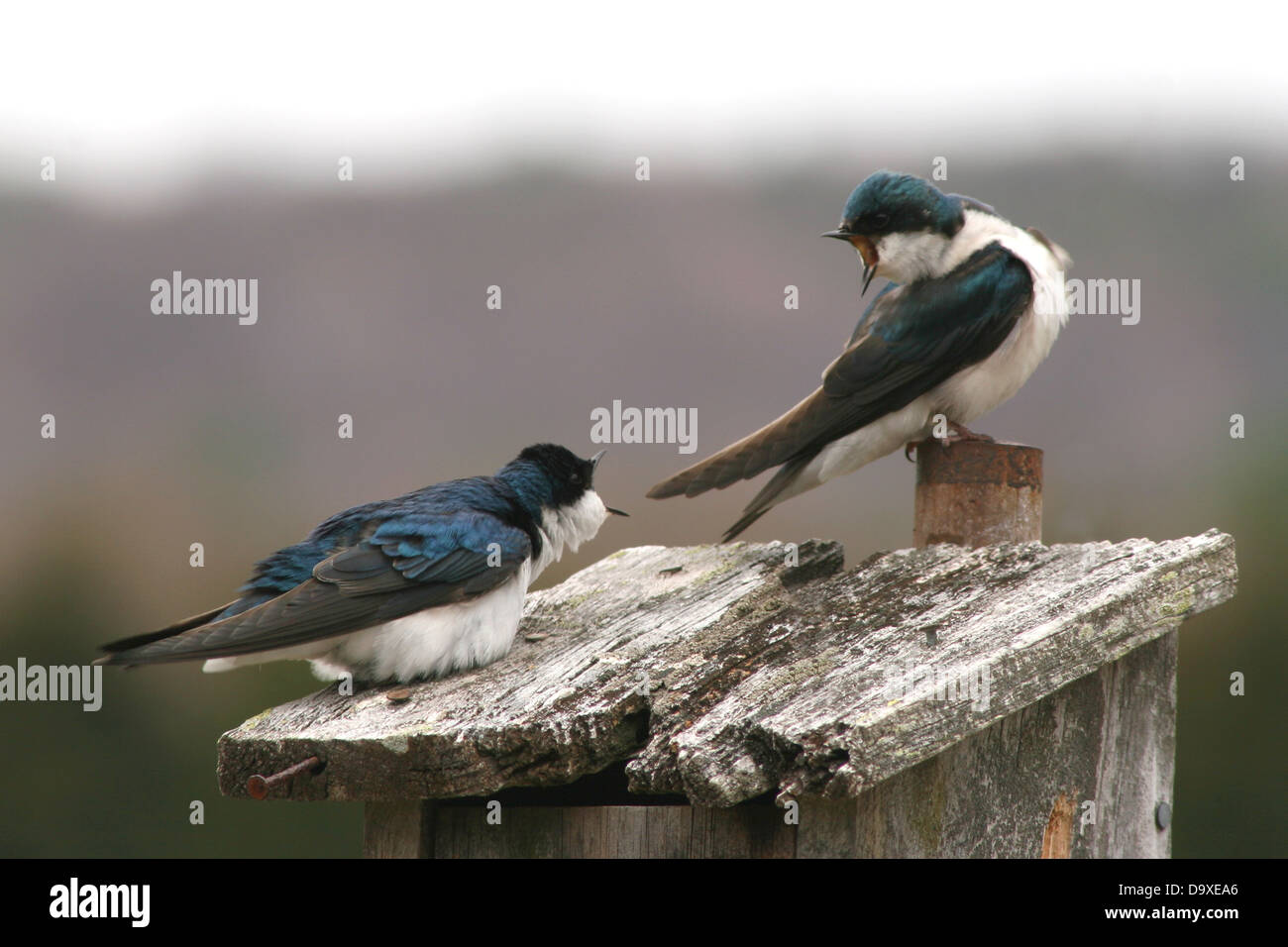 A territorial dispute between two male Tree Swallows during courtship ...
