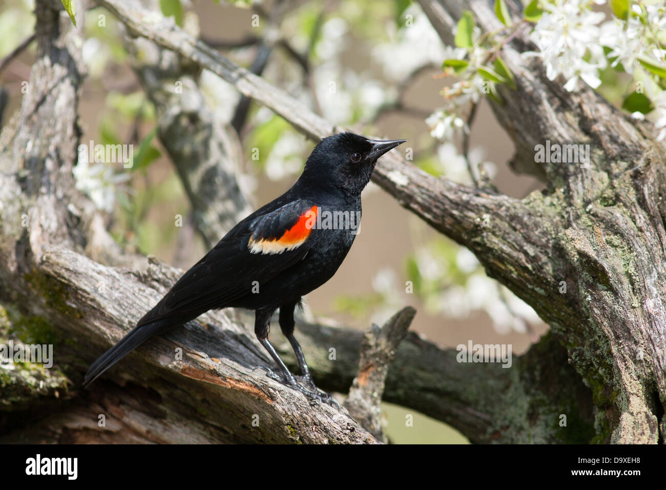 Red-winged Blackbird - Male Stock Photo - Alamy