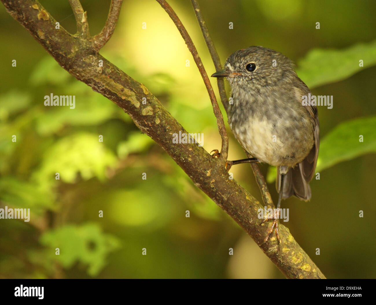 New Zealand Robin looking down from perch Stock Photo - Alamy
