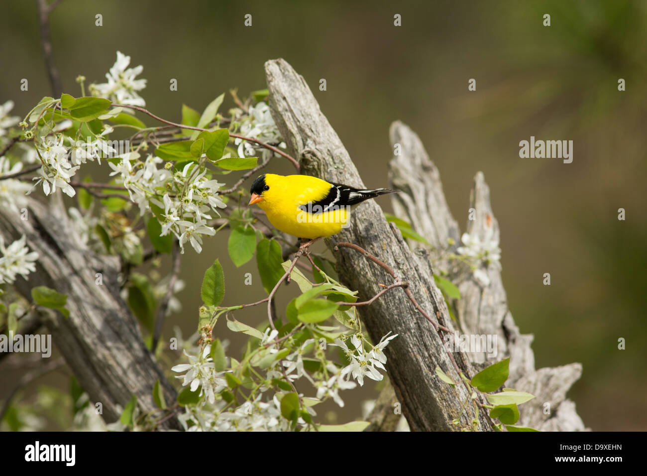 Late spring flowers america hi-res stock photography and images - Alamy