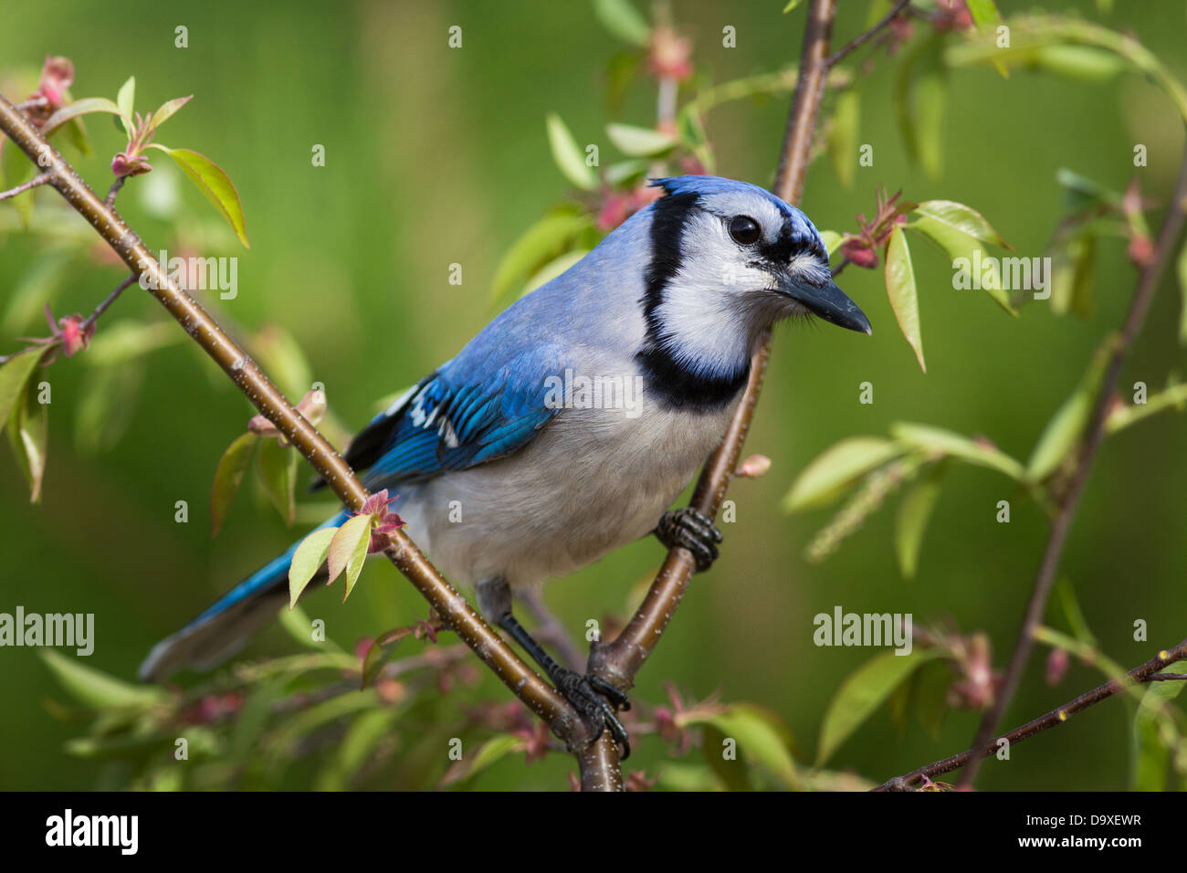 Blue jay hi-res stock photography and images - Alamy