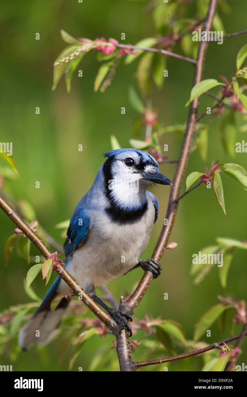 North american blue jay hi-res stock photography and images - Alamy