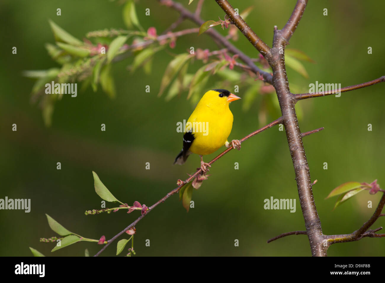 Male goldfinch summer hi-res stock photography and images - Alamy