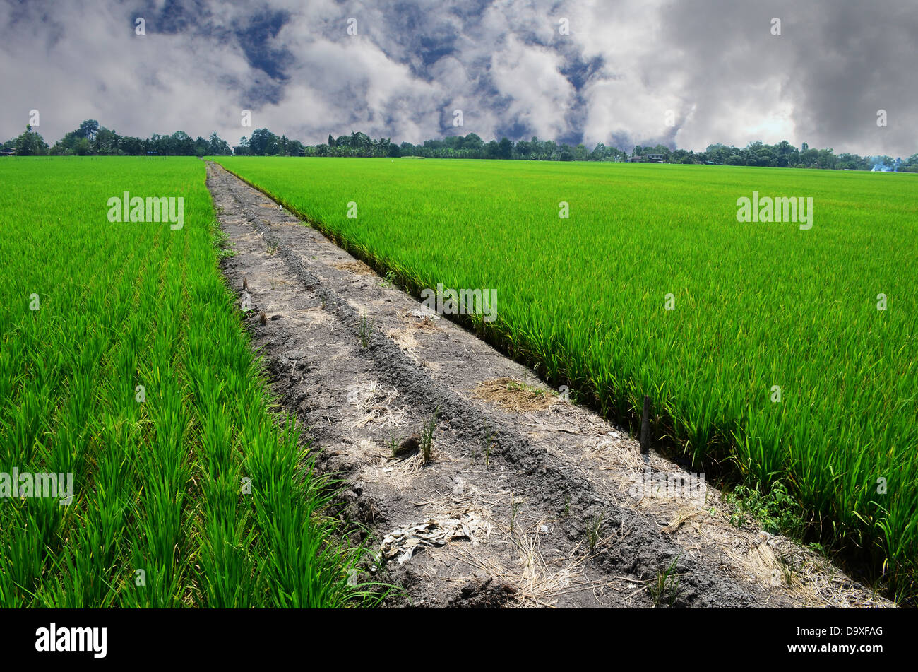Lush green rice farm hi-res stock photography and images - Alamy