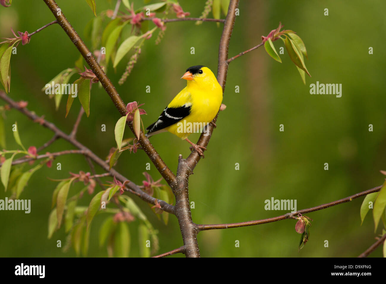 Male American goldfinch Stock Photo - Alamy