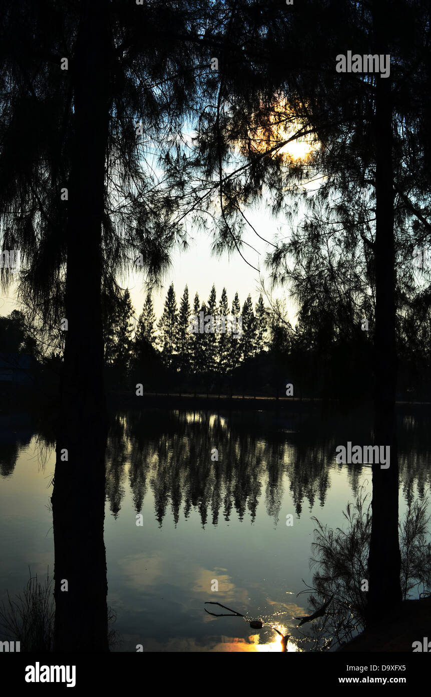 The Silhouette and Reflection of Pine Tree in Water Stock Photo - Alamy