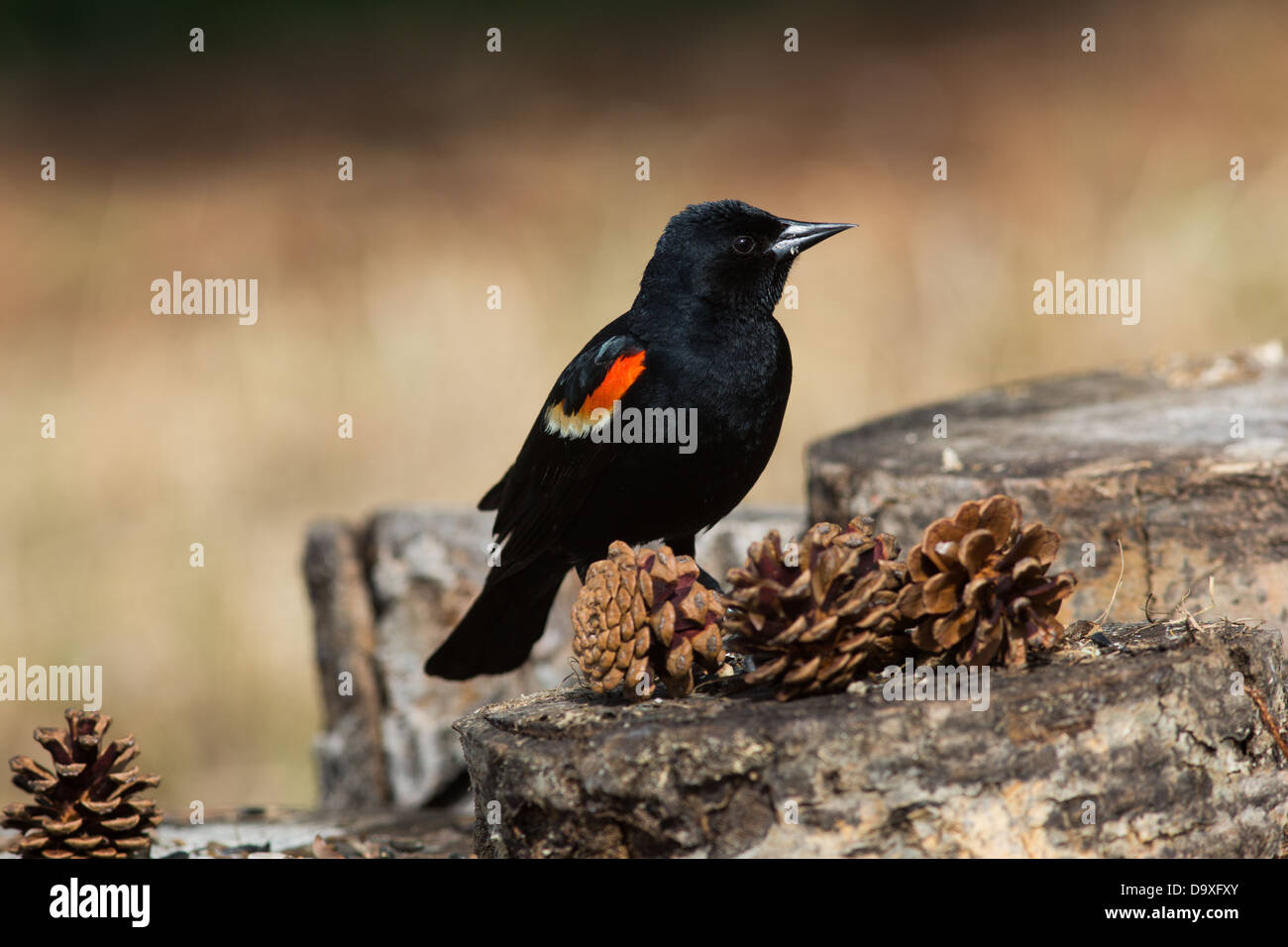 Red-winged Blackbird - Male Stock Photo - Alamy
