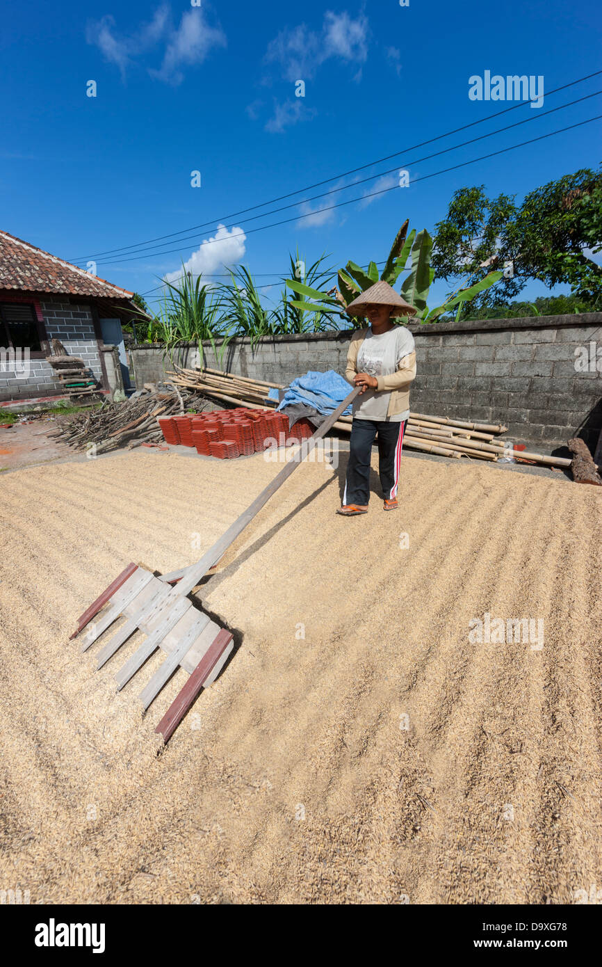 Woman drying rice with rake hi-res stock photography and images - Alamy