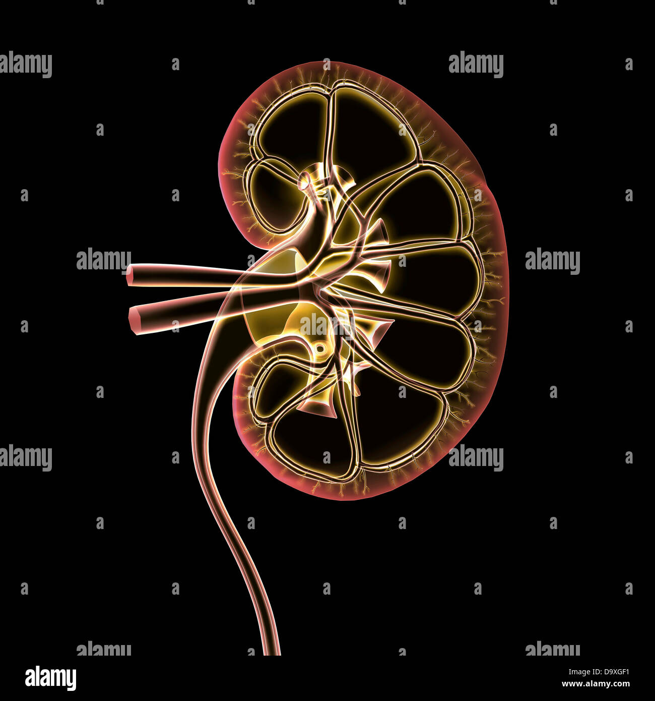 Cross-section x-ray of human kidney, veins, arteries, ureter Stock ...