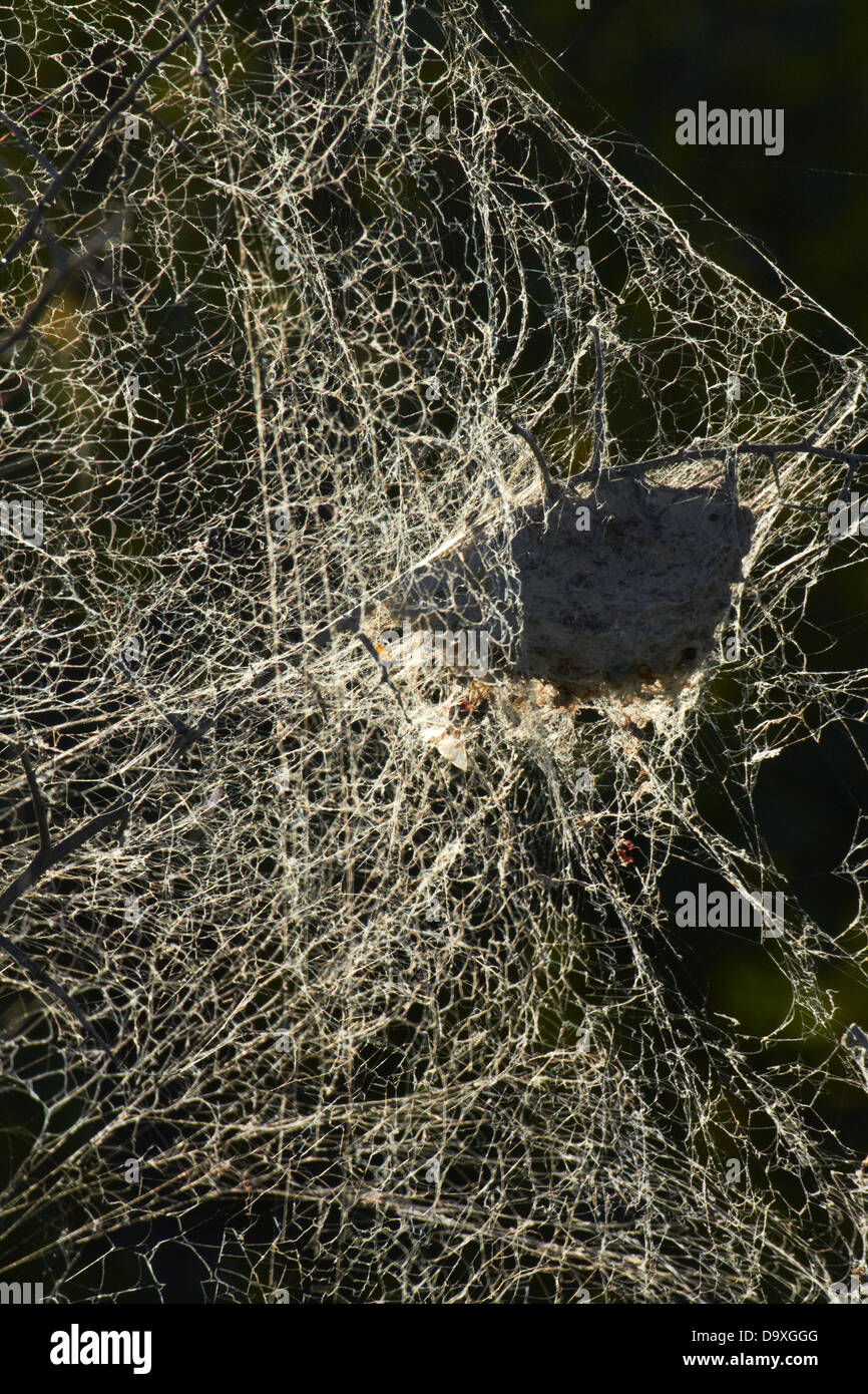 Giant cobweb hi-res stock photography and images - Alamy