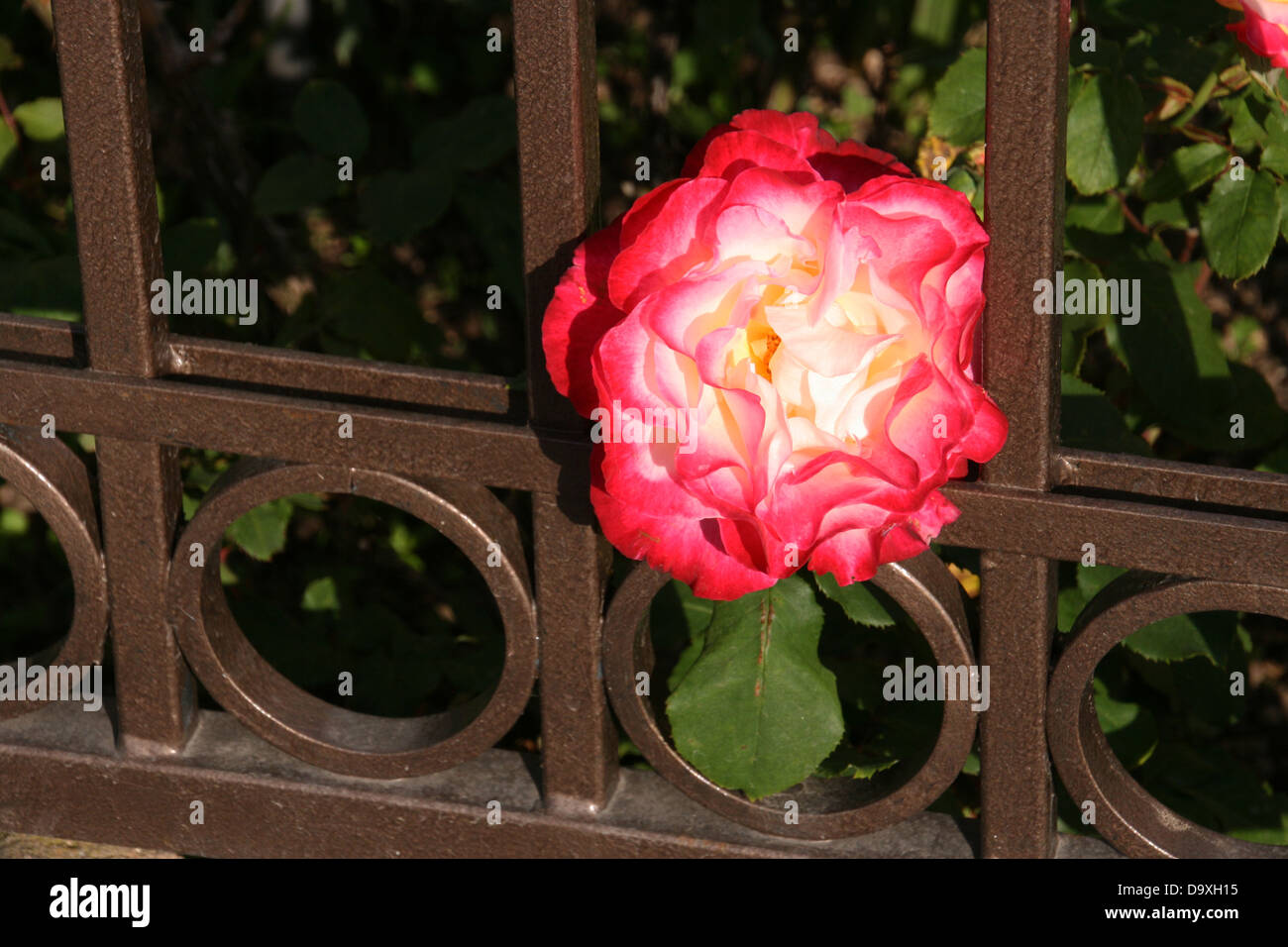 Red White Yellow Rose Behind Bars Stock Photo - Alamy