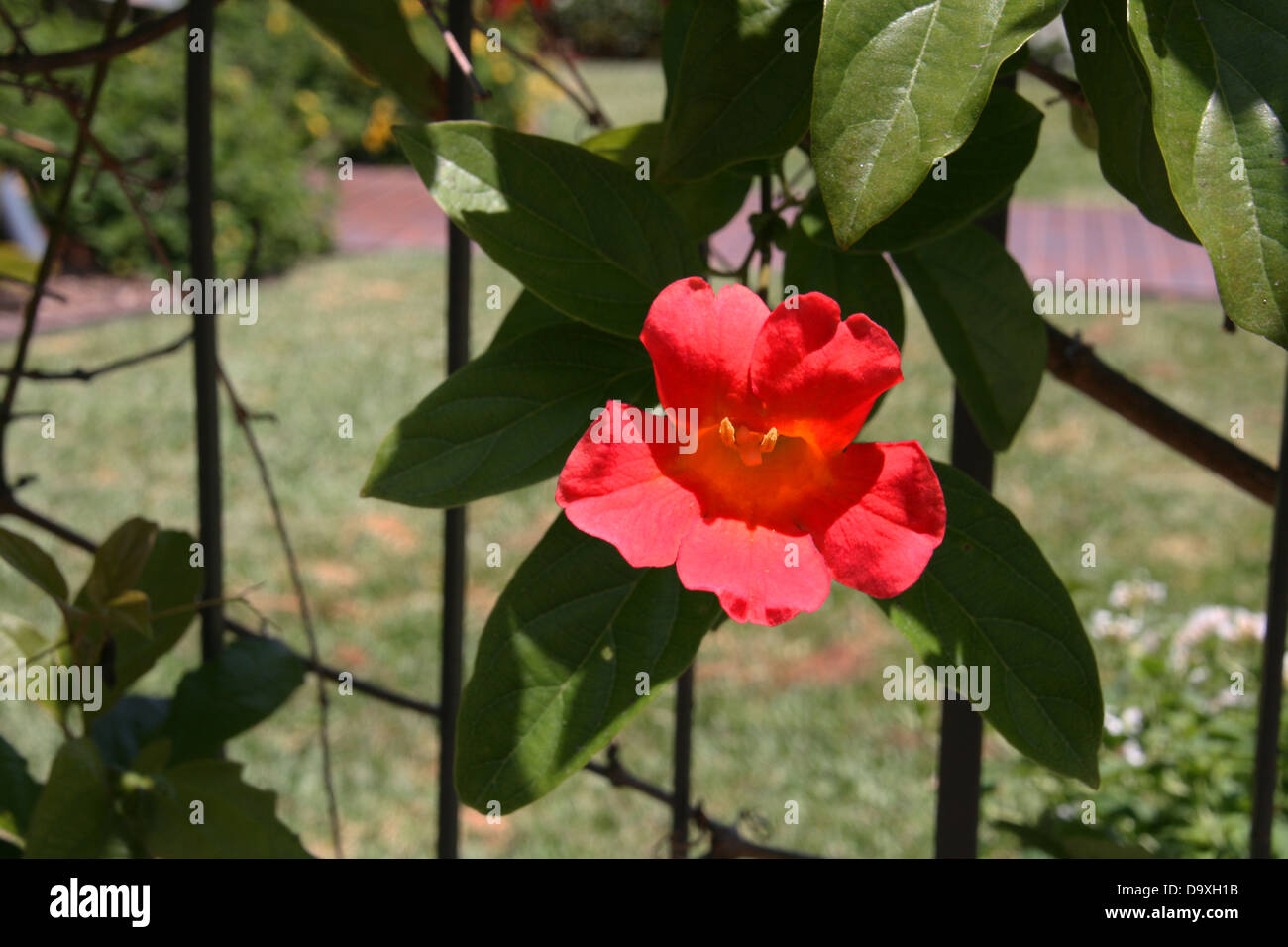 Red Flowering Mandevilla Vine Stock Photo - Alamy