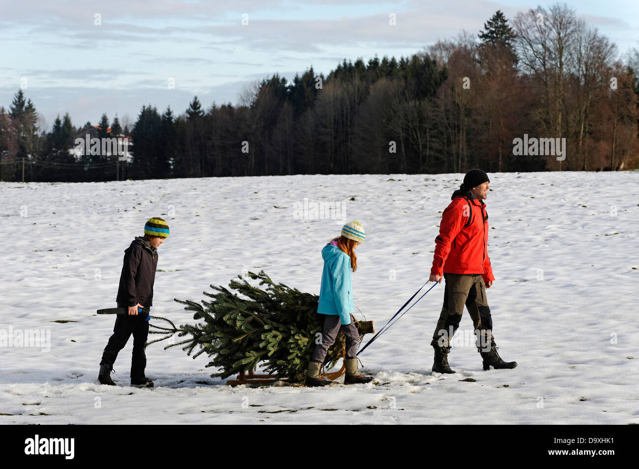 Family taking christmas tree on sledge Stock Photo - Alamy