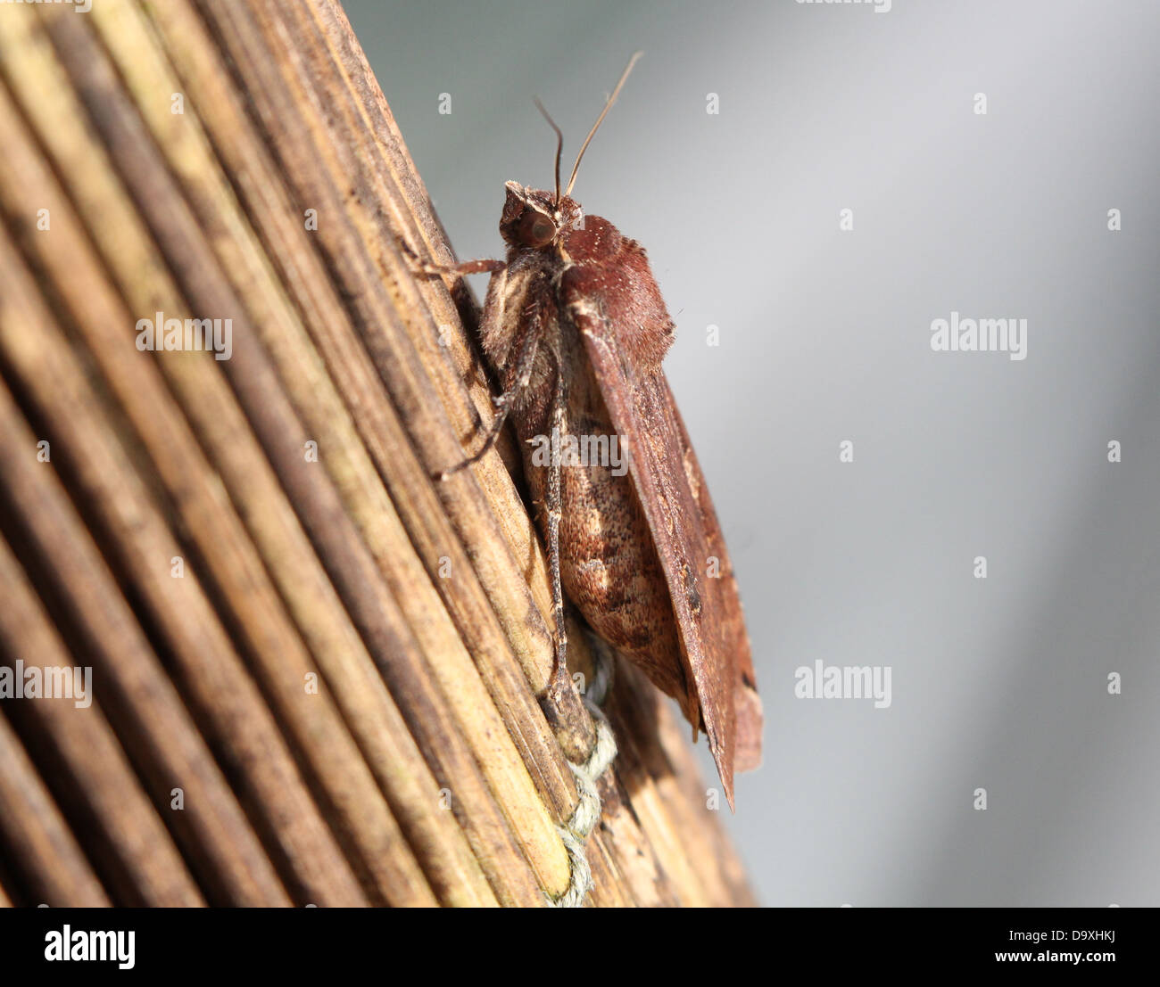 Large Yellow Underwing (Noctua pronuba) moth seen from the side Stock ...