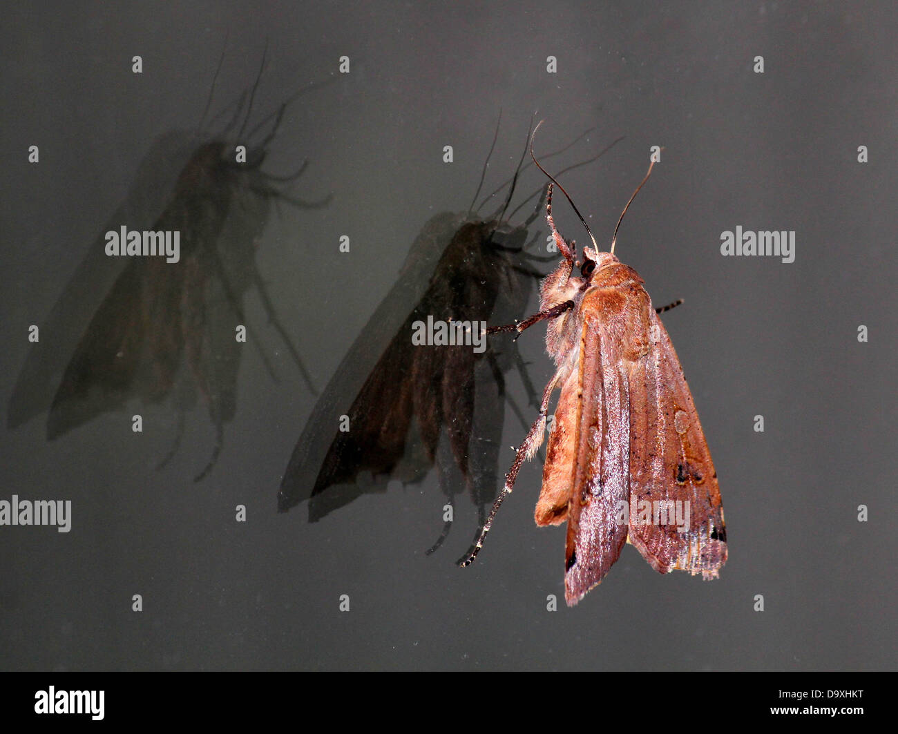 Large Yellow Underwing (Noctua pronuba) moth with wings partly opened ...
