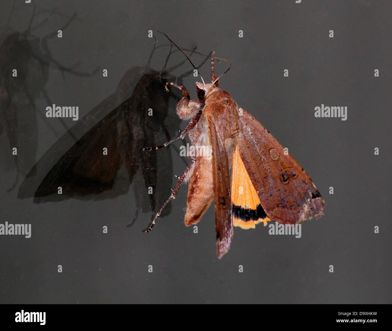 Large Yellow Underwing (Noctua pronuba) moth with wings half-opened and ...