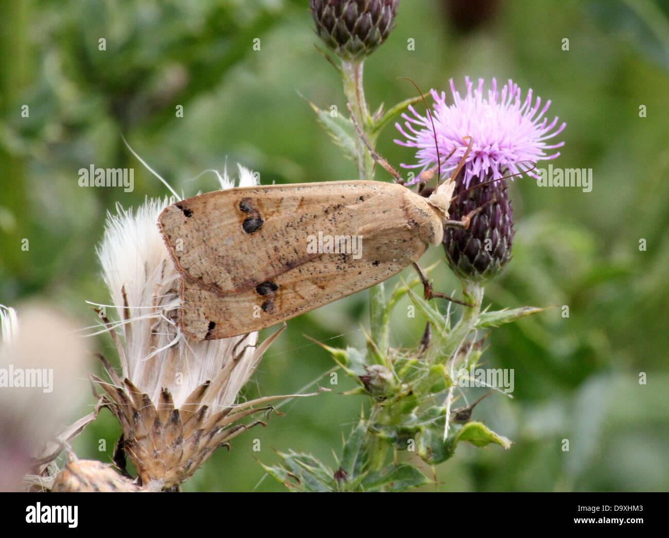 Large Yellow Underwing (Noctua pronuba) moth foraging on a purple ...