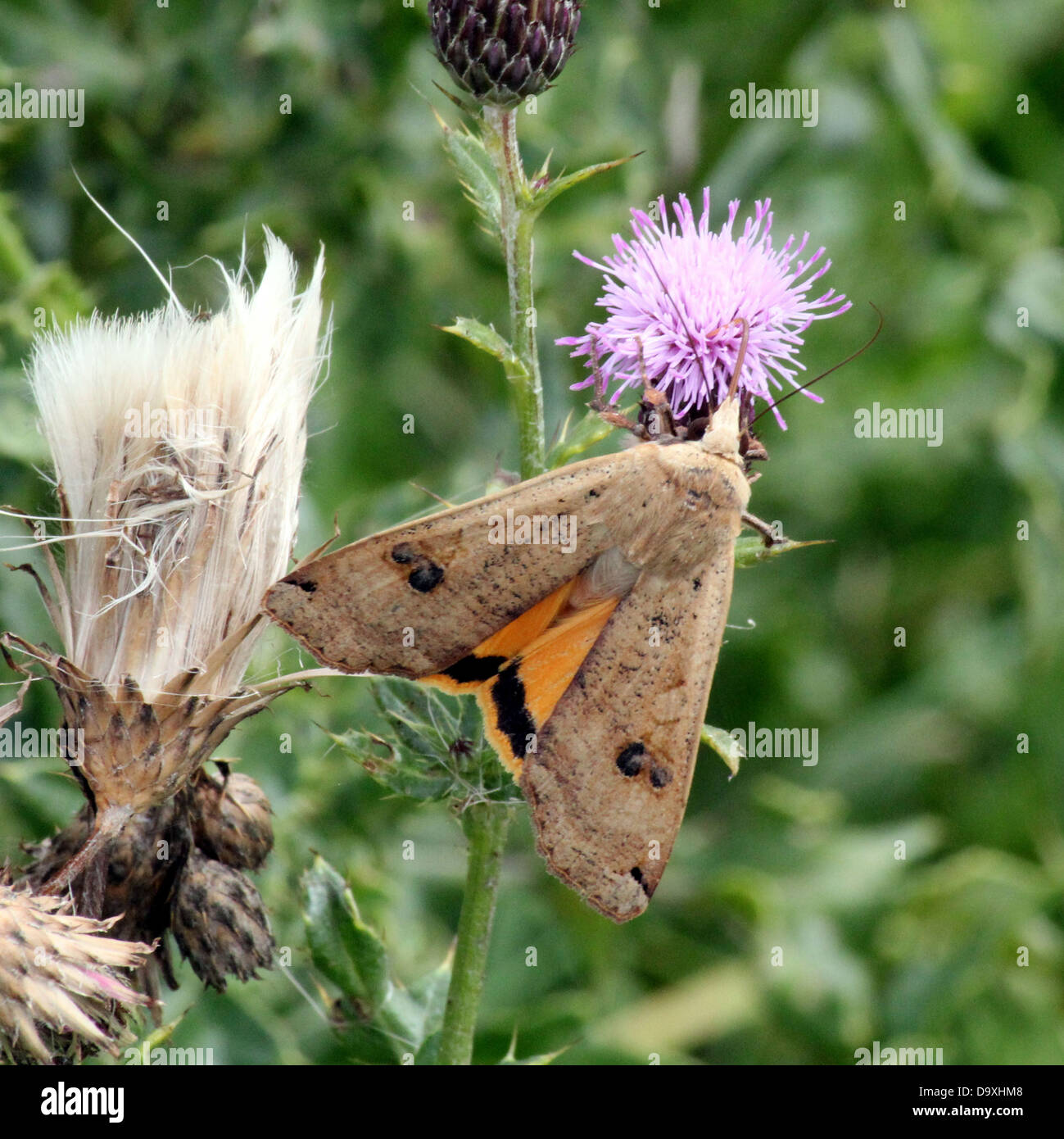 Large Yellow Underwing (Noctua pronuba) moth foraging on a purple ...