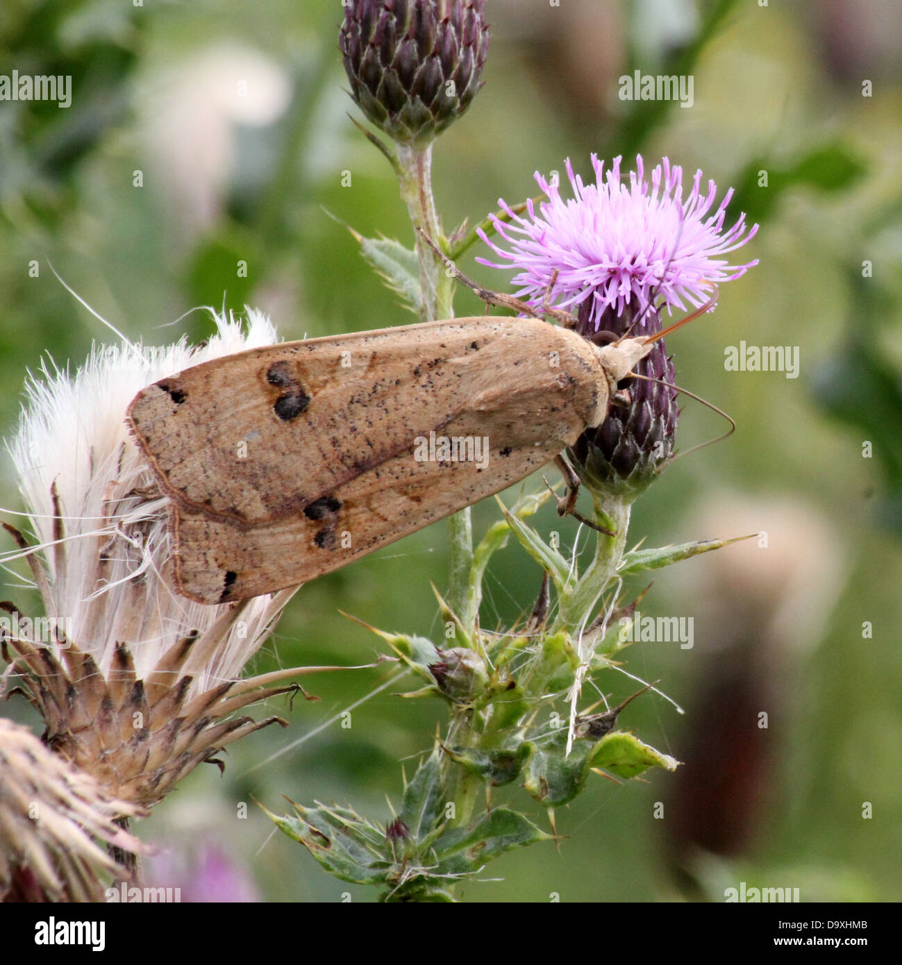 Large Yellow Underwing (Noctua pronuba) moth foraging on a purple ...