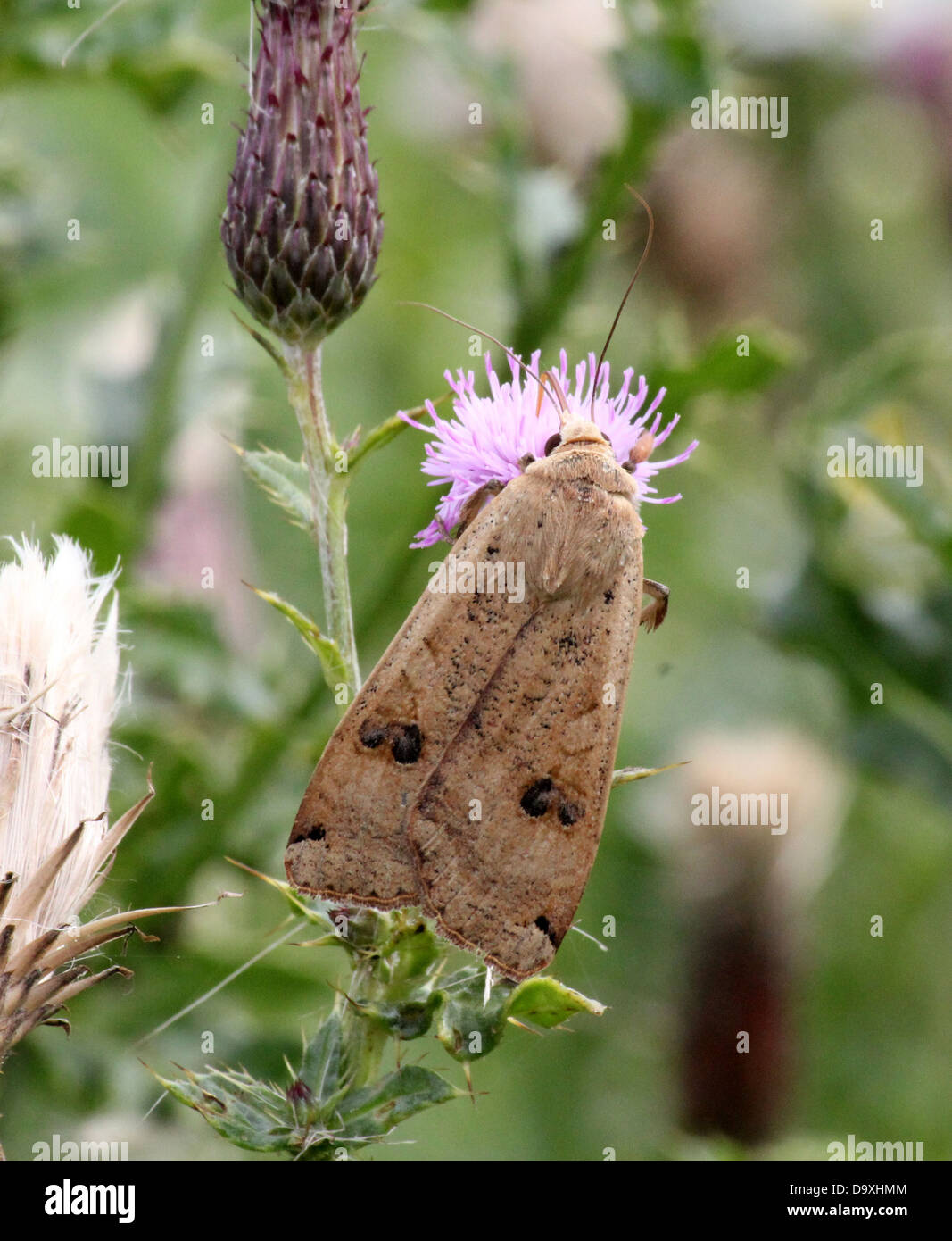 Large Yellow Underwing (Noctua pronuba) moth foraging on a purple ...