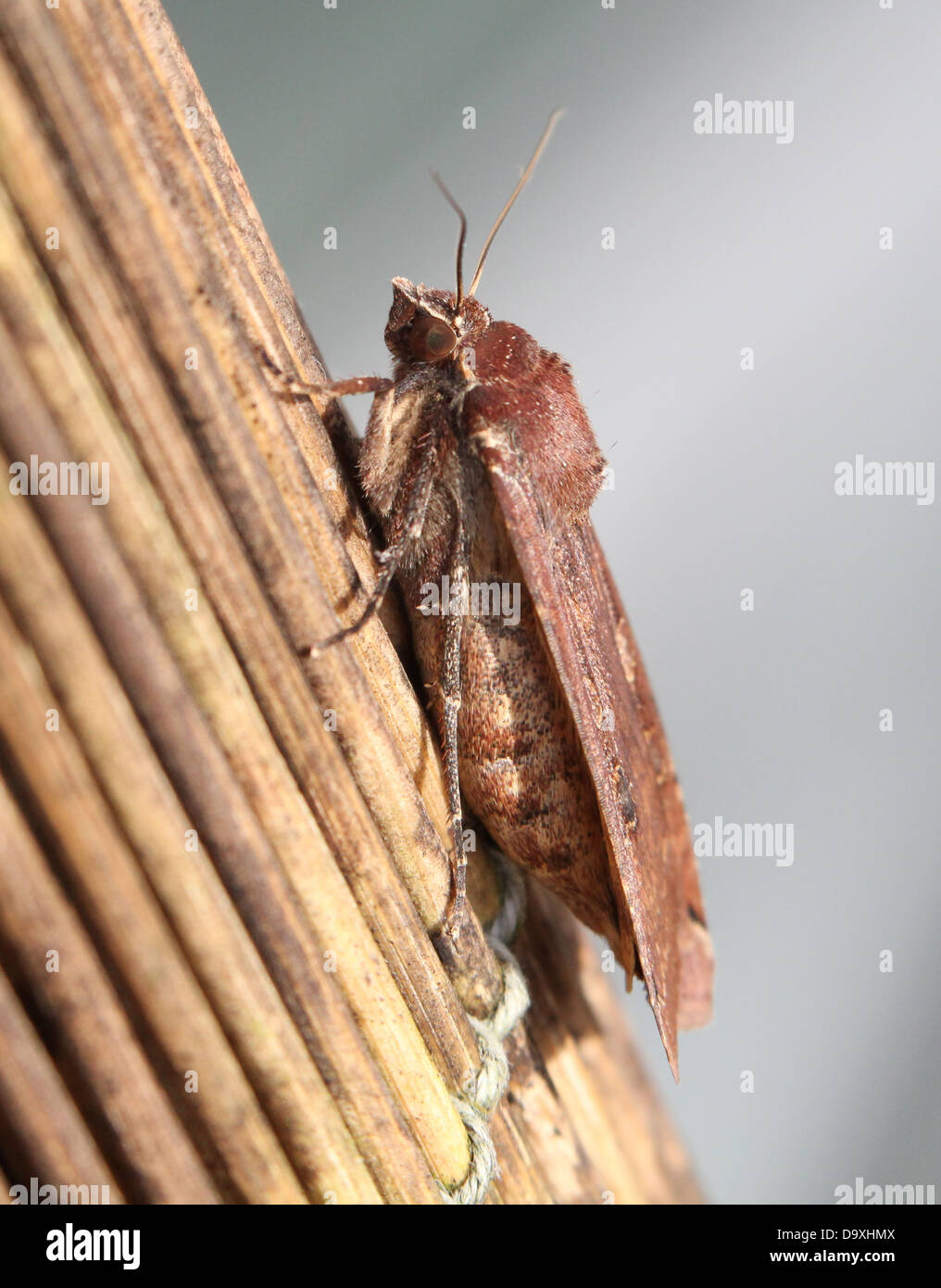 Large Yellow Underwing (Noctua pronuba) moth seen from the side Stock ...