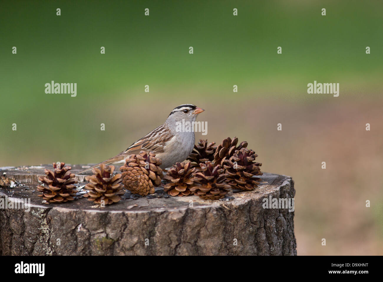 White crowned sparrow tree hi-res stock photography and images - Alamy