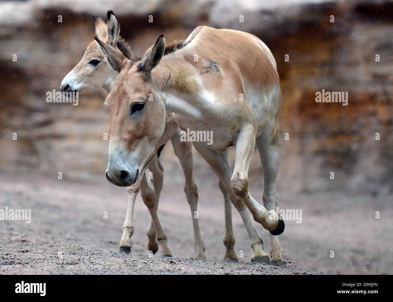 Asian onager hi-res stock photography and images - Alamy
