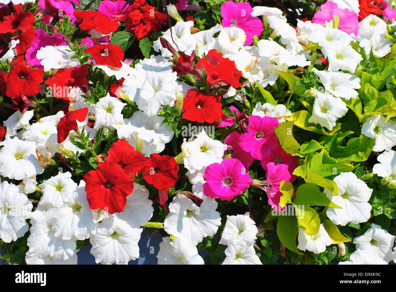 Many Colorful Petunias Stock Photo - Alamy
