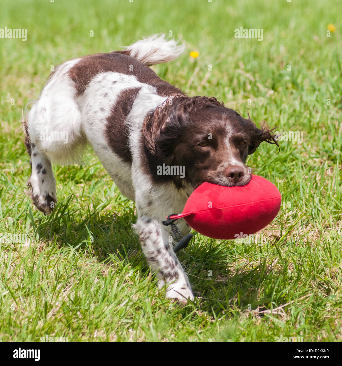 An English Springer Spaniel, a working gun dog, retrieving a dummy ...