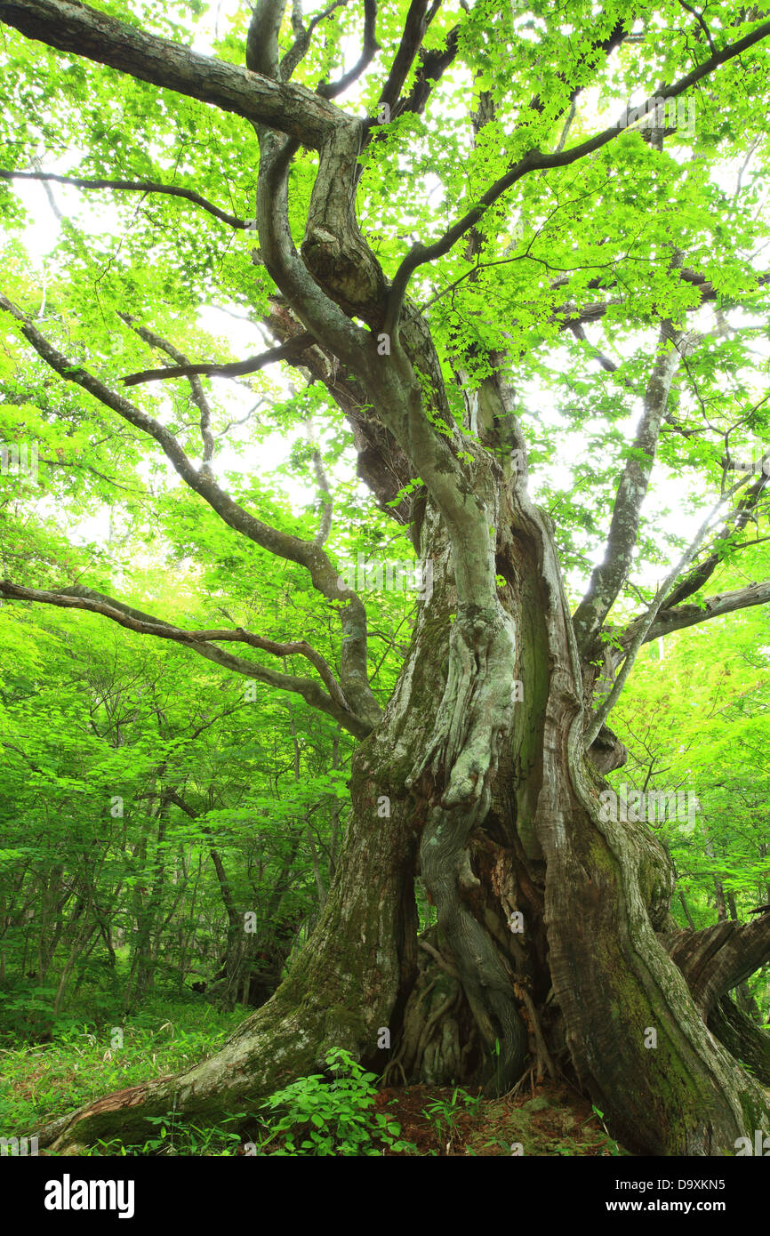 Primeval forest of Chestnut tree, Gunma, Japan Stock Photo - Alamy