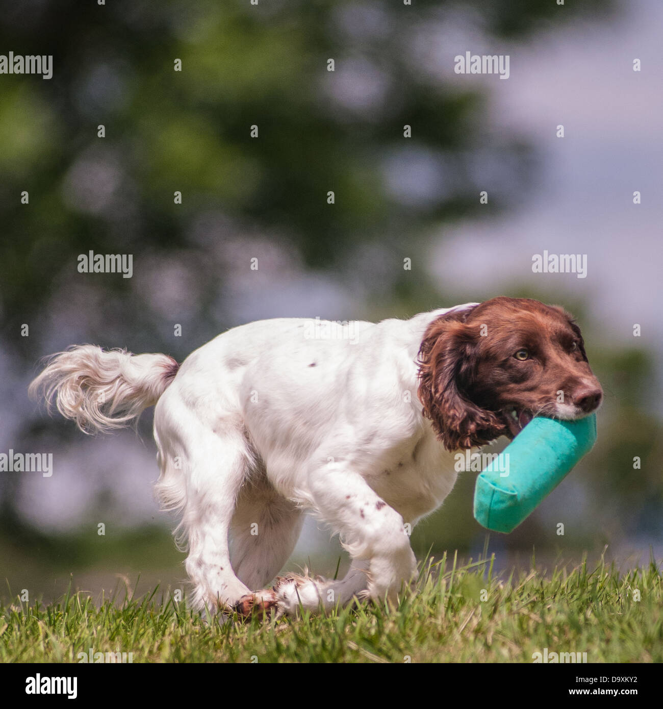 Dog retrieving dummy hi-res stock photography and images - Alamy