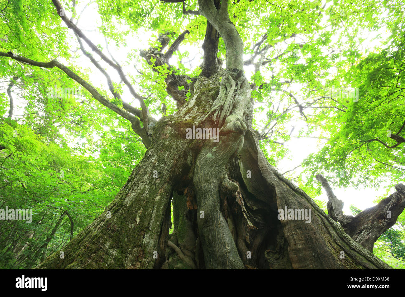 Primeval forest of Chestnut tree, Gunma, Japan Stock Photo - Alamy